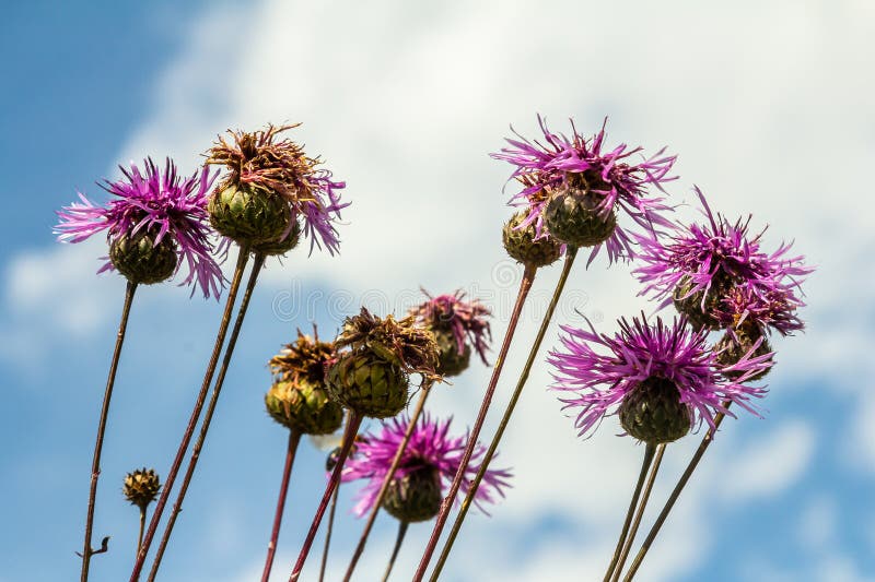 Centaurea Scabiosa Subsp. Apiculata, Centaurea Apiculata, Compositae ...