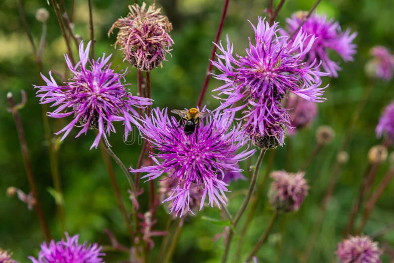 Centaurea Scabiosa Subsp. Apiculata, Centaurea Apiculata, Compositae ...