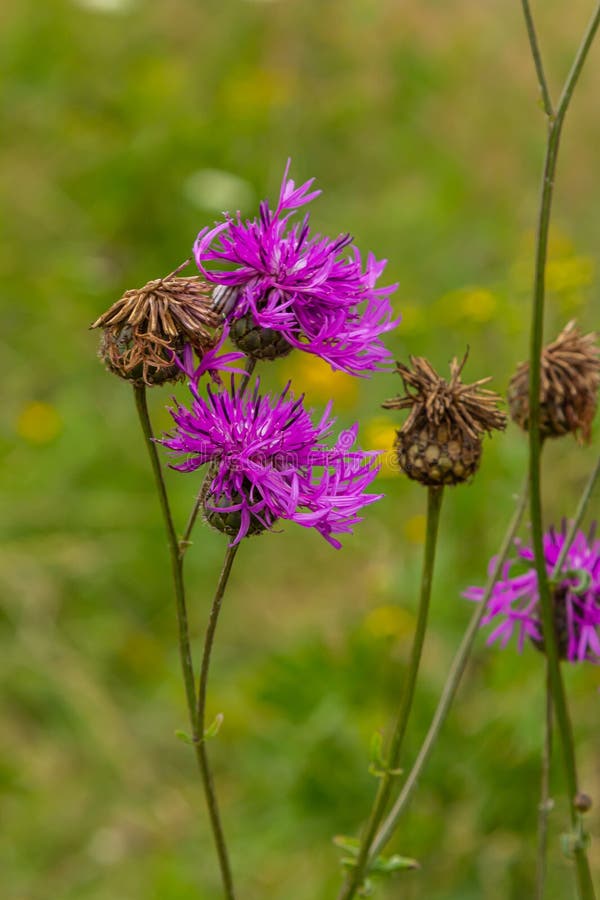 Centaurea Scabiosa Subsp. Apiculata, Centaurea Apiculata, Compositae ...