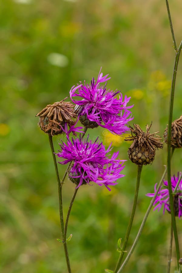 Centaurea Scabiosa Subsp. Apiculata, Centaurea Apiculata, Compositae ...