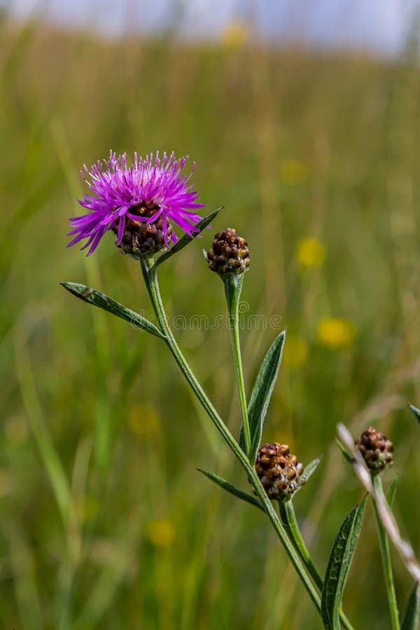 Centaurea Scabiosa Subsp. Apiculata, Centaurea Apiculata, Compositae ...