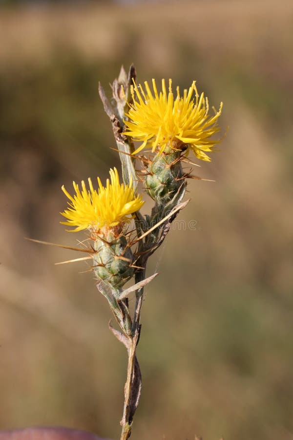 Centaurea Solstitialis, Compositae Stock Photo - Image of compositae ...