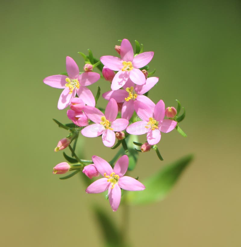 Centaurium Erythraea (common Centaury) Stock Photo - Image of botany, nature: 326621470
