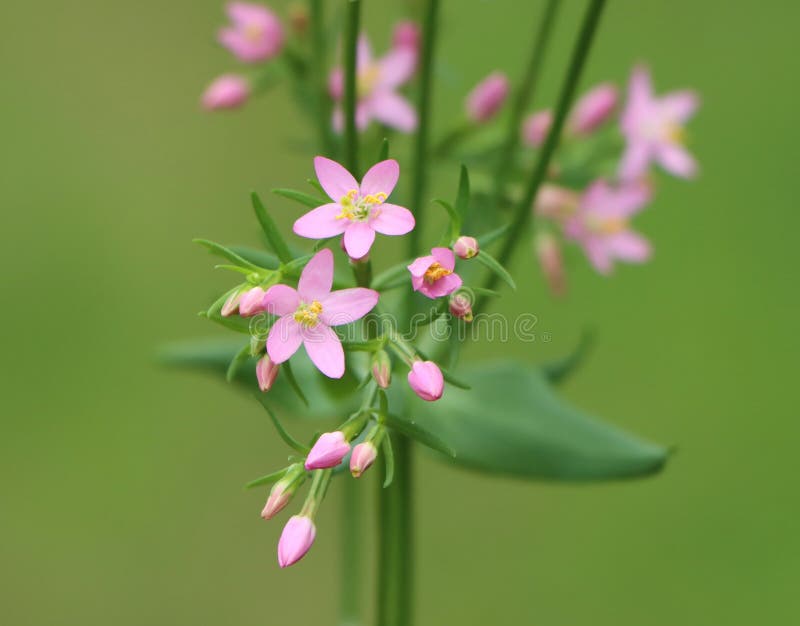 Common Centaury or Centaurium Erythraea Plant in Zurich in Switzerland ...