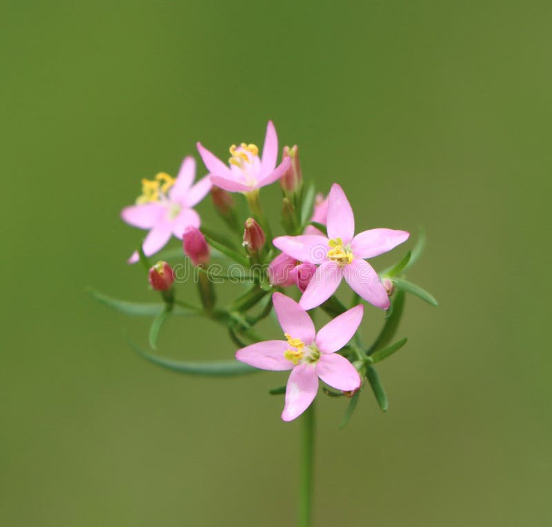 Common Centaury or Centaurium Erythraea Plant in Zurich in Switzerland ...