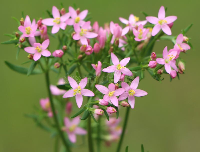 Common Centaury or Centaurium Erythraea Plant in Zurich in Switzerland ...
