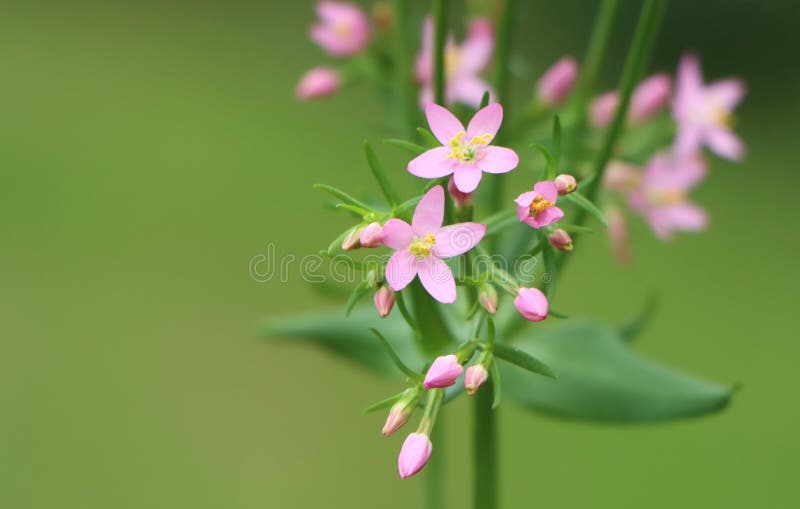 Common Centaury or Centaurium Erythraea Plant in Zurich in Switzerland ...