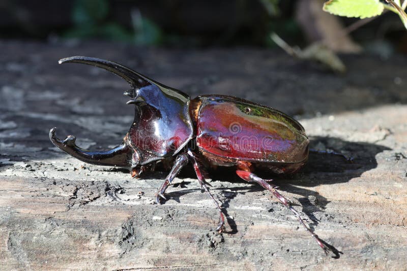 Centaurus Beetle Augosoma Close Up Stock Photos - Free & Royalty-Free ...