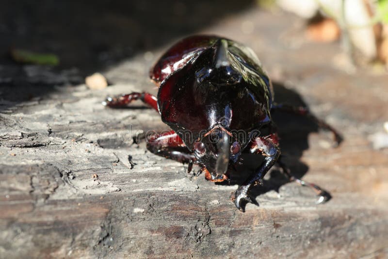 Centaurus Beetle (Augosoma Centaurus) Close Up Stock Photo - Image of ...