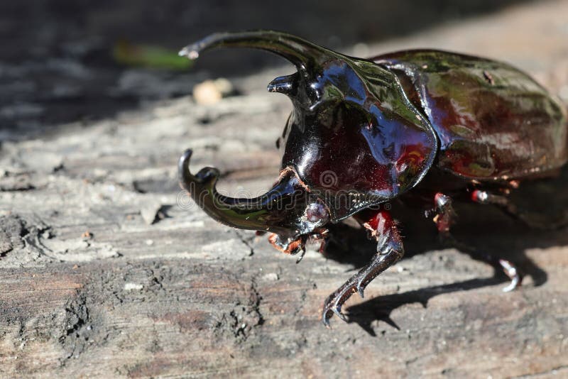 Centaurus Beetle (Augosoma Centaurus) Close Up Stock Image - Image of ...