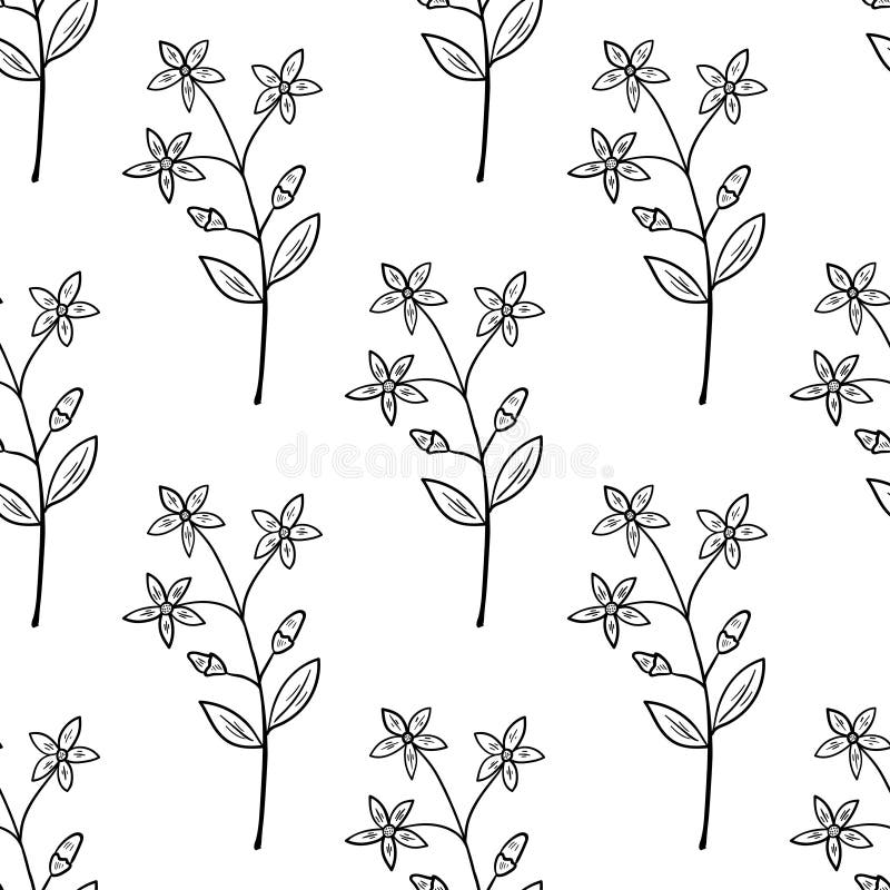 Centaury, Seamless B-w Dd Ww Herb Isol Stock Vector - Illustration of ...