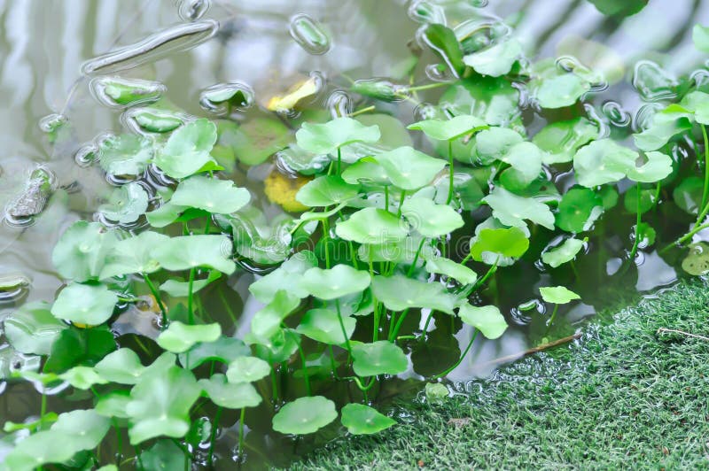 Centella Asiatica, Gotu Kola or UMBELLIFERAE or APIACEAE Stock Image ...
