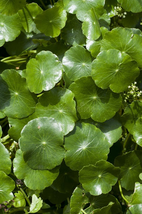 Centella asiatica. stock photo. Image of longevity, medicine - 55604324