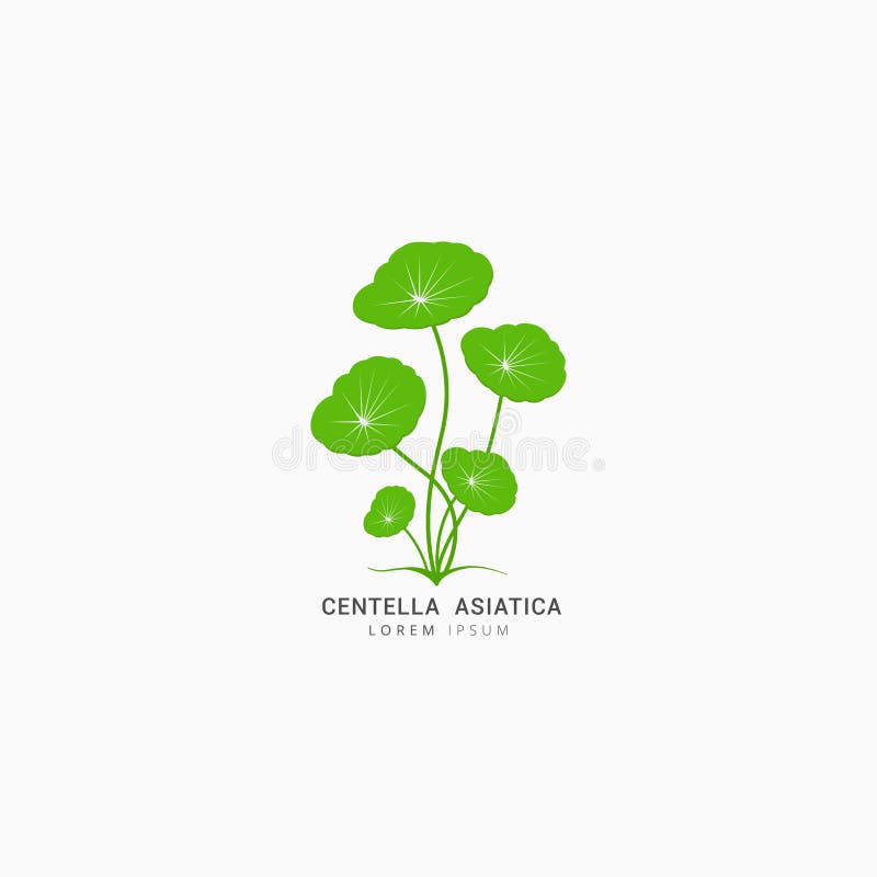 Centella Asiatica Icon Logo Vector Design Template Stock Vector ...