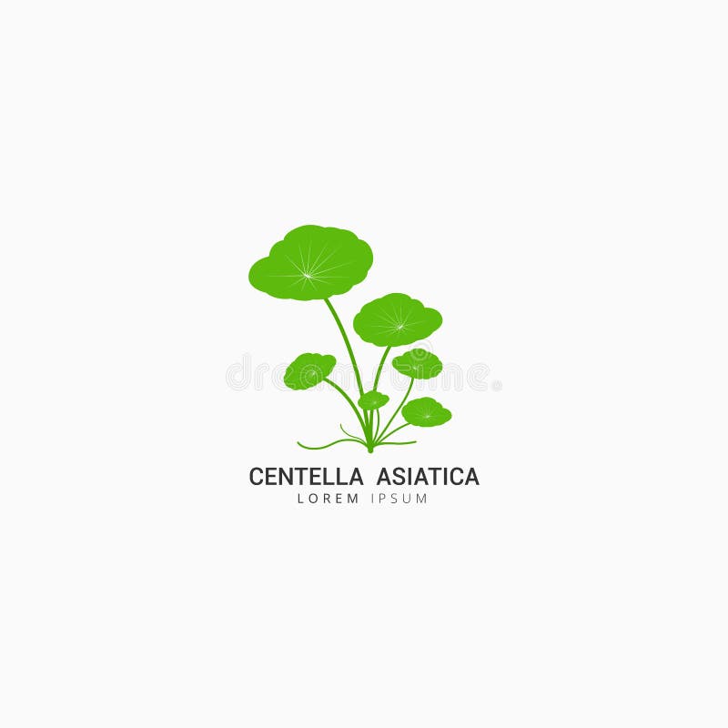 Centella Asiatica Icon Logo Vector Design Template Stock Vector ...