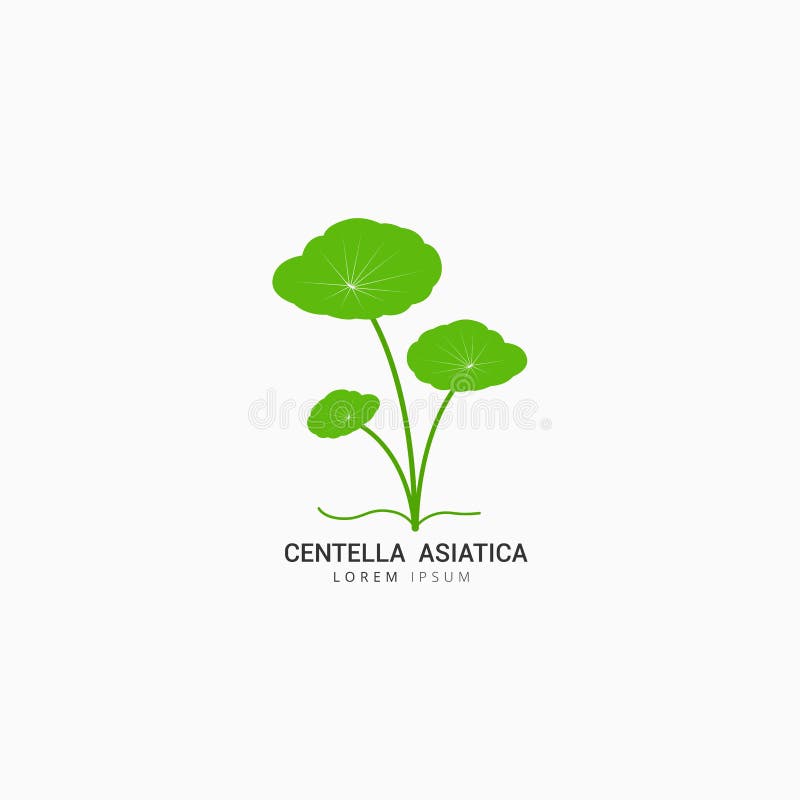 Centella Stock Illustrations – 279 Centella Stock Illustrations ...