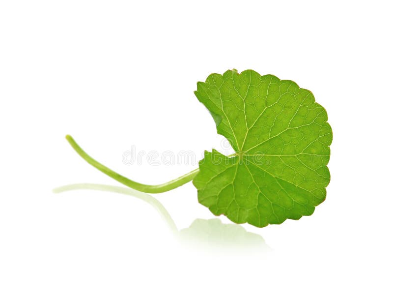 Centella Asiatica Isolated on White Background Stock Image - Image of ...