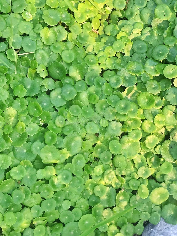 Centella Asiatica Leaf Backgrounds. Stock Image - Image of centella ...