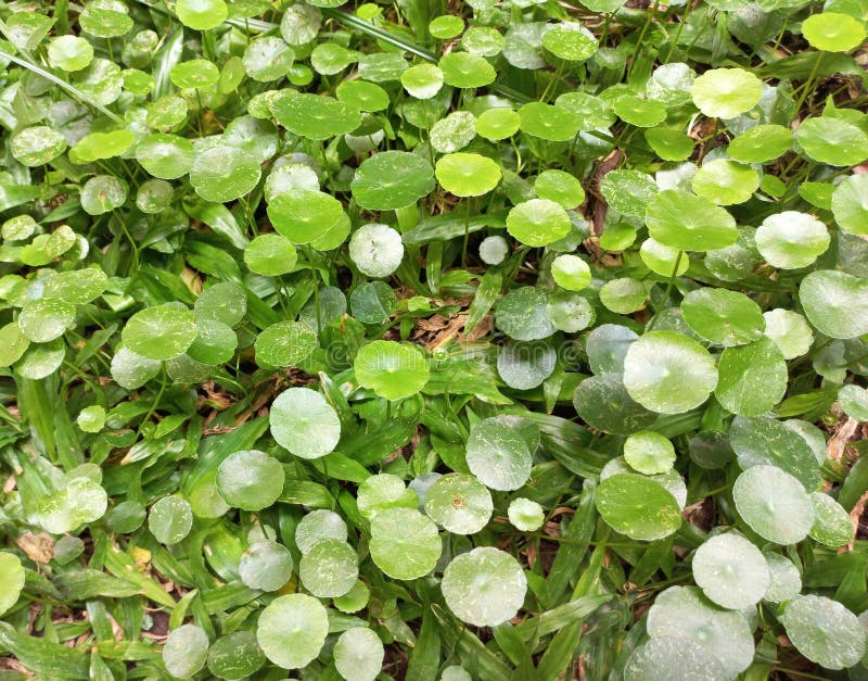 Centella Asiatica Plant Growing among Green Weeds Stock Image - Image ...