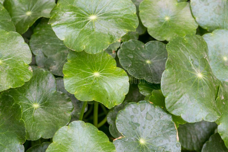 Centella Asiatica Plant Grows in Groups Stock Photo - Image of asiatica ...