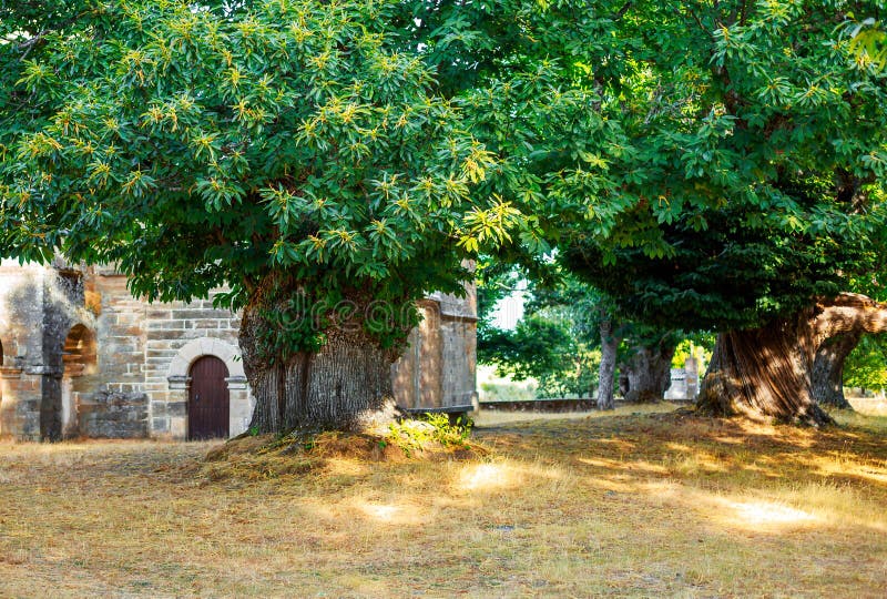 Centenary Chestnut Trees in Ancient Celtic Settlement Stock Photo ...