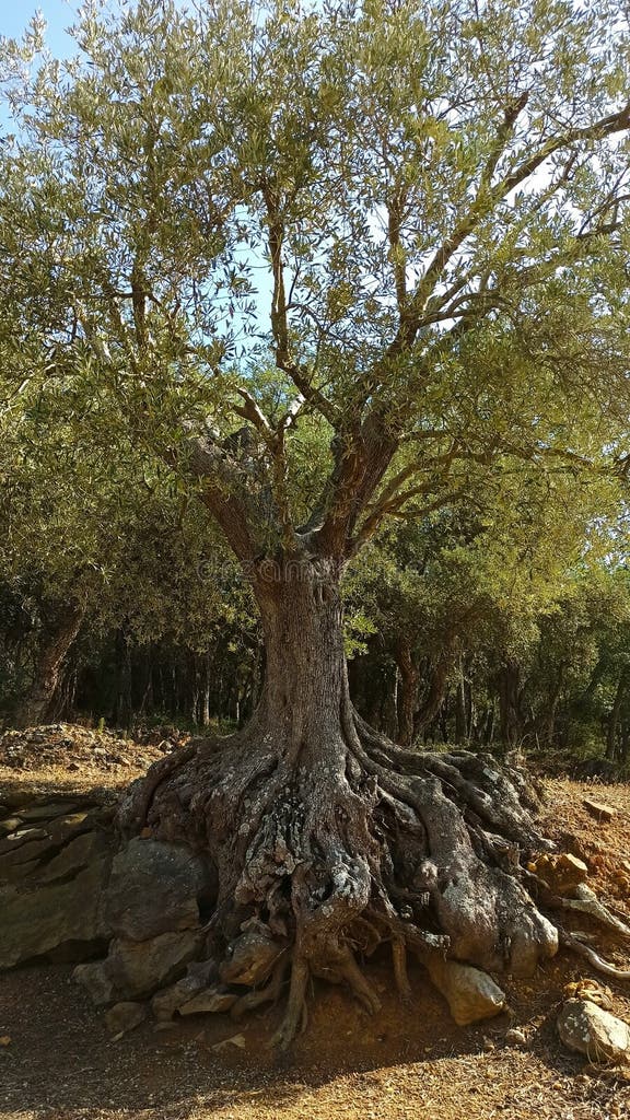 Centenary Olive Tree with Roots on the Rocks Stock Image - Image of ...