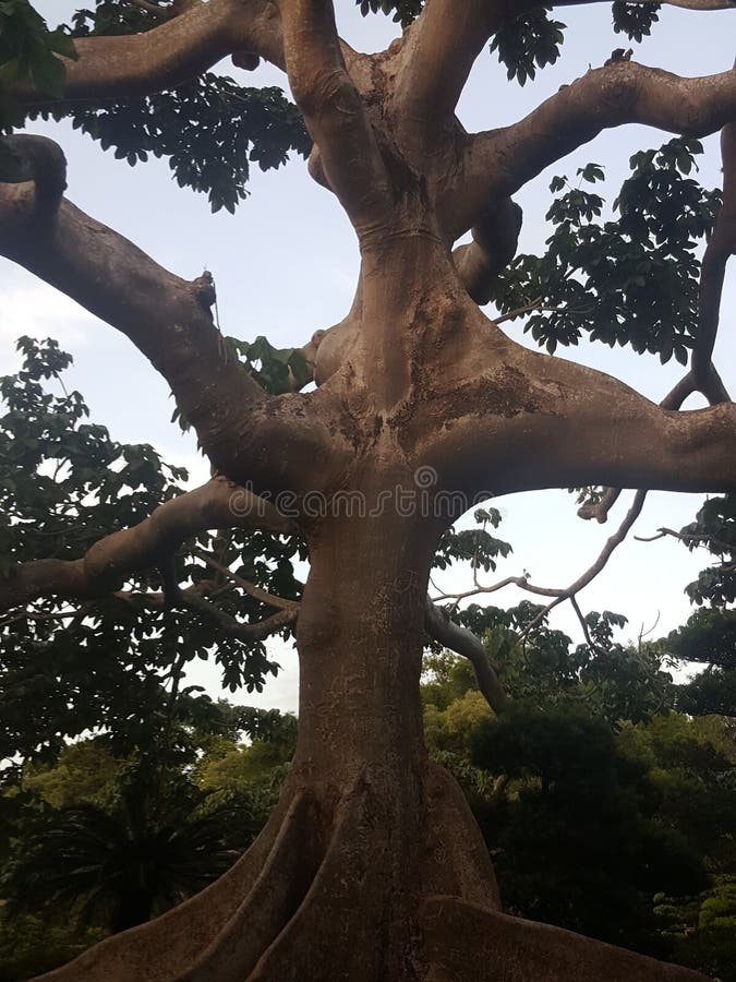 Centenary tree stock image. Image of centenary, stronger - 102378271