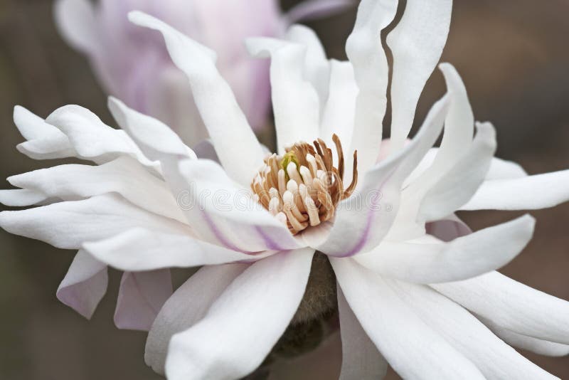 Centennia Star Magnolia Flower Stock Photo - Image of magnoliaceae ...