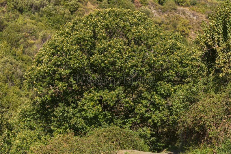 Centennial Chestnut in Bubion Spain Stock Photo - Image of centennial ...
