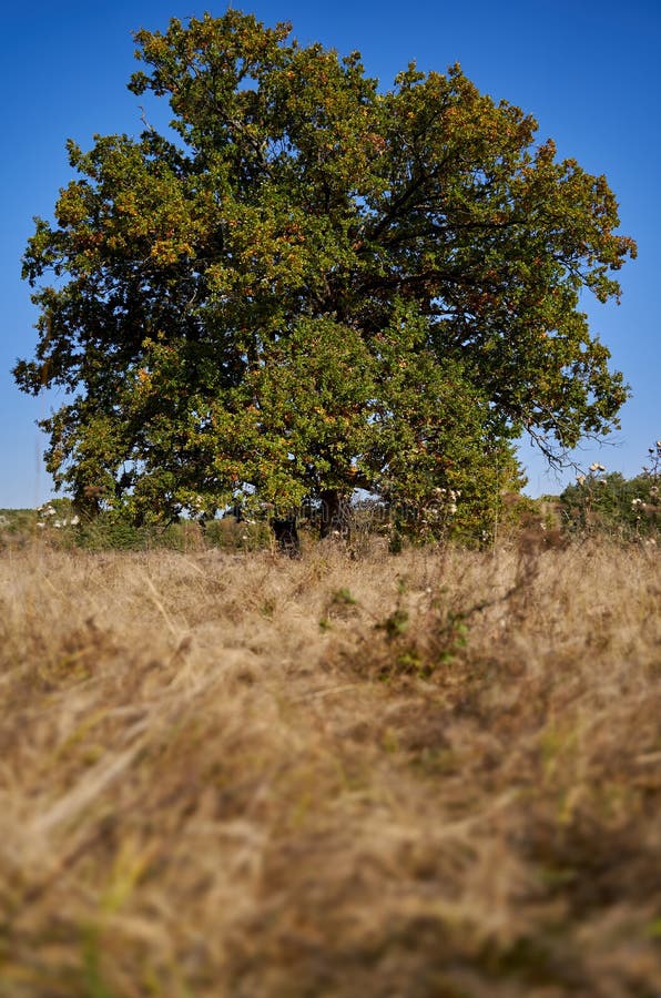Centennial Oak Tree on a Field Stock Image - Image of environment ...