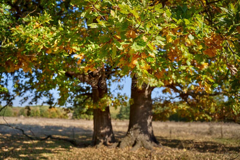 Centennial Oak Tree on a Field Stock Photo - Image of orange, clear ...