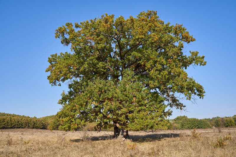 Centennial Oak Tree on a Field Stock Image - Image of field, landscape ...