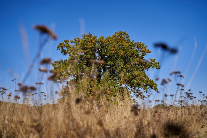 Centennial Oak Tree on a Field Stock Image - Image of beautiful, autumn ...