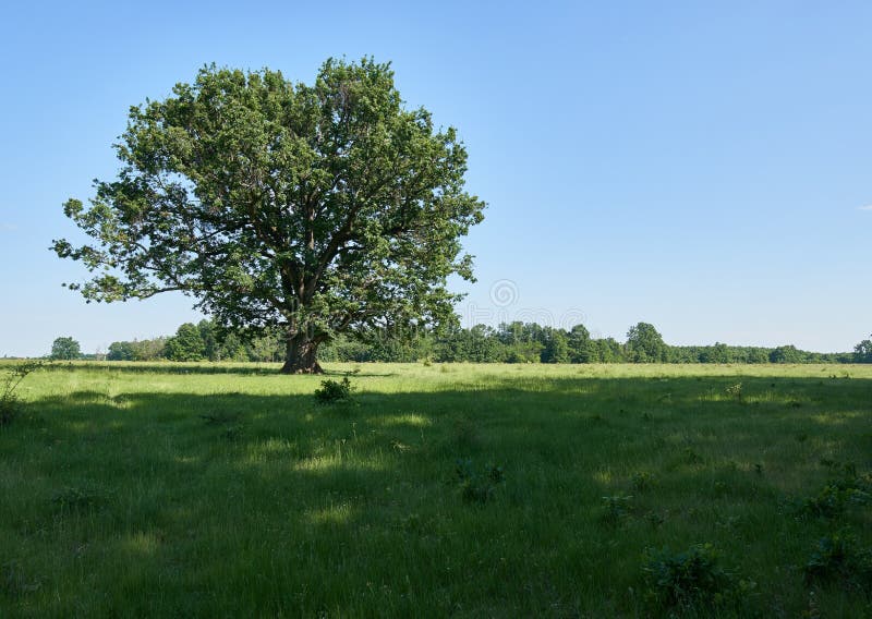 316 Centennial Oak Tree Stock Photos - Free & Royalty-Free Stock Photos ...
