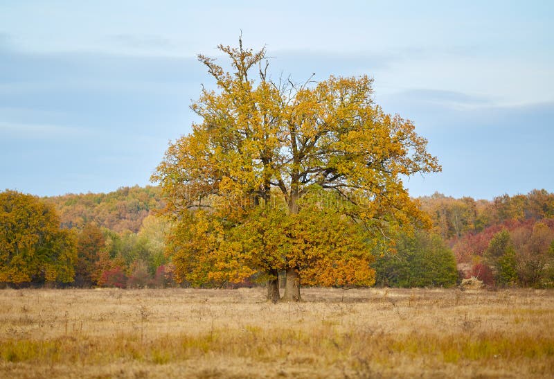Centennial oak tree stock image. Image of bright, outside - 133152847