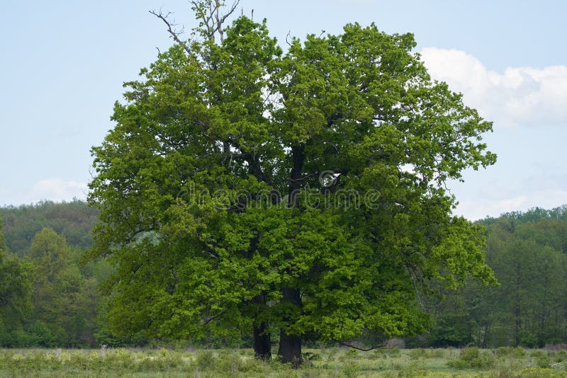 Centennial Oak Tree on a Pasture Stock Image - Image of natural, tree ...