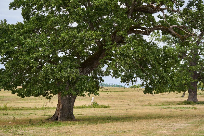 Centennial Oak Trees Forest Stock Photo - Image of nature, country ...