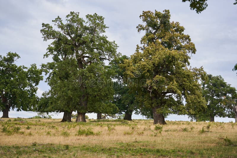 Centennial Oak Trees Forest Stock Photo - Image of green, canopy: 330513640