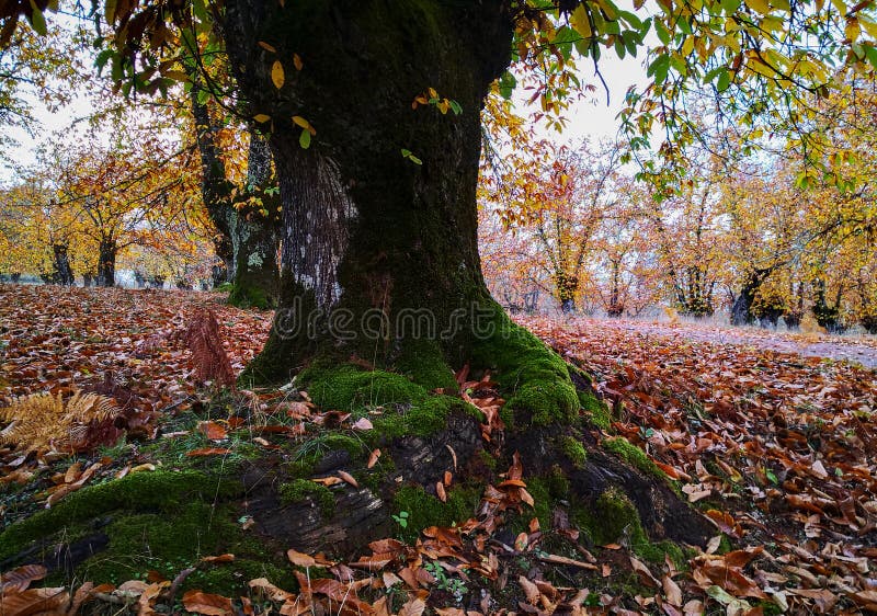 Centennial Old Chestnut Tree in a Autumn Forest with Mossy Roots and ...