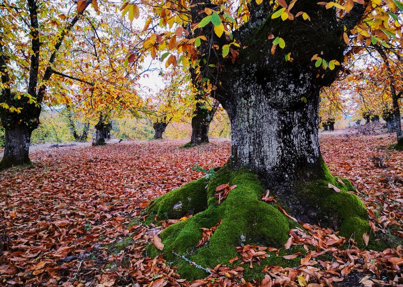 Centennial Old Chestnut Tree in a Autumn Forest with Mossy Roots and ...