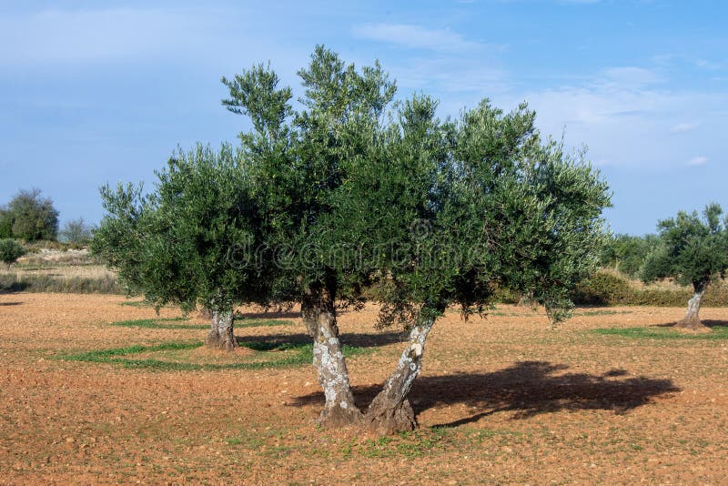 Centennial Olive Tree in Mediterranean Olive Grove Source of Extra ...