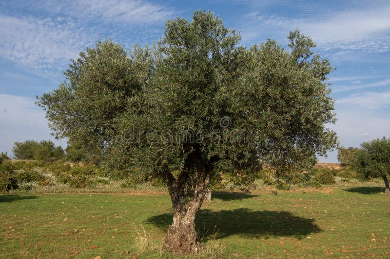 Centennial Olive Tree in Mediterranean Olive Grove Source of Extra ...