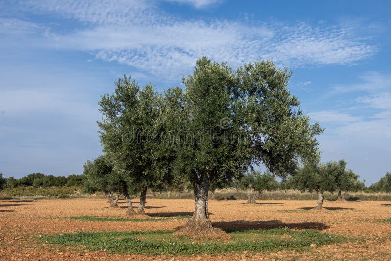Centennial Olive Tree in Mediterranean Olive Grove Source of Extra ...