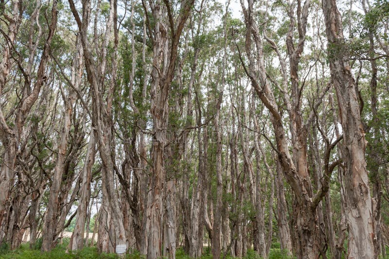 Centennial Park in Sydney, Australia. Thick Evergreen Tea Trees Stock ...