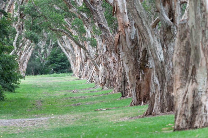 Centennial Park in Sydney, Australia. Thick Evergreen Tea Trees Stock ...