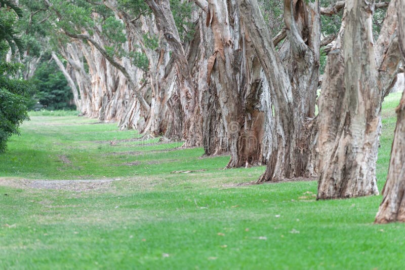 Centennial Park in Sydney, Australia. Thick Evergreen Tea Trees Stock ...