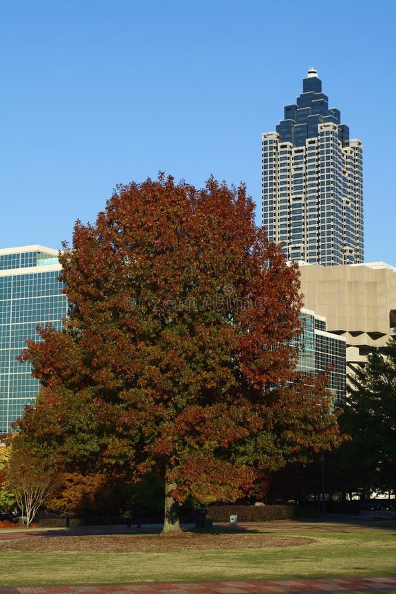 Centennial Tree - Atlanta, Georgia Stock Photo - Image of city, foliage ...