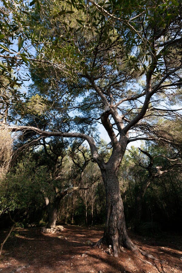Centennial Tree in a Mediterranean Forest Stock Image - Image of shrub ...