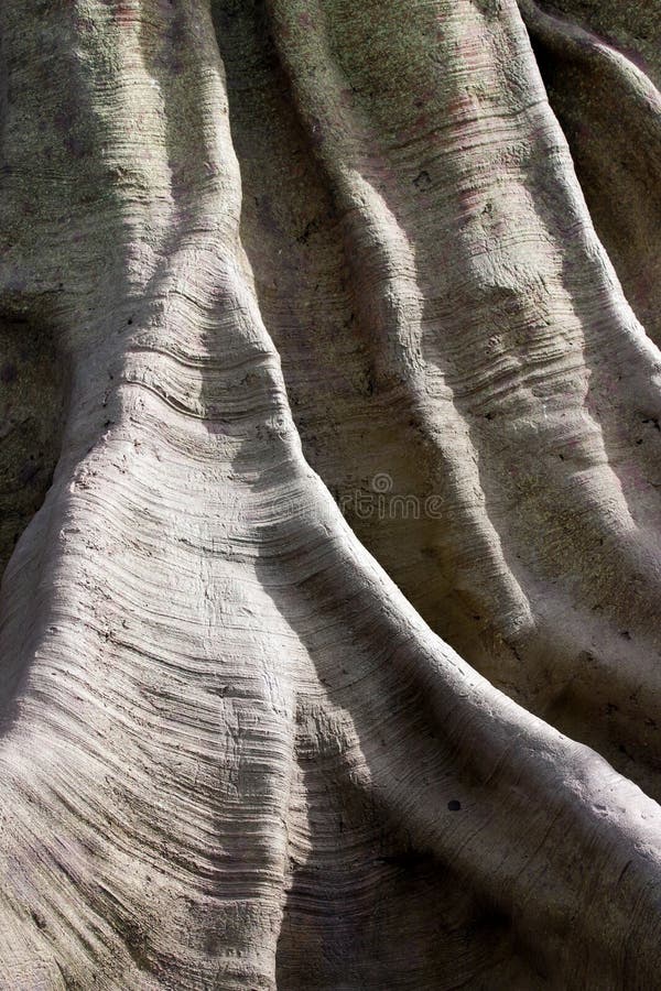 Centennial Tree Texture Picture. Image: 15808952