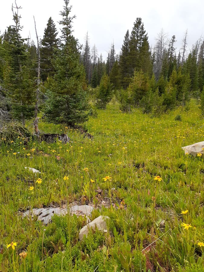 Centennial, Wyoming Scenic Summer Drive Stock Photo - Image of waterway ...